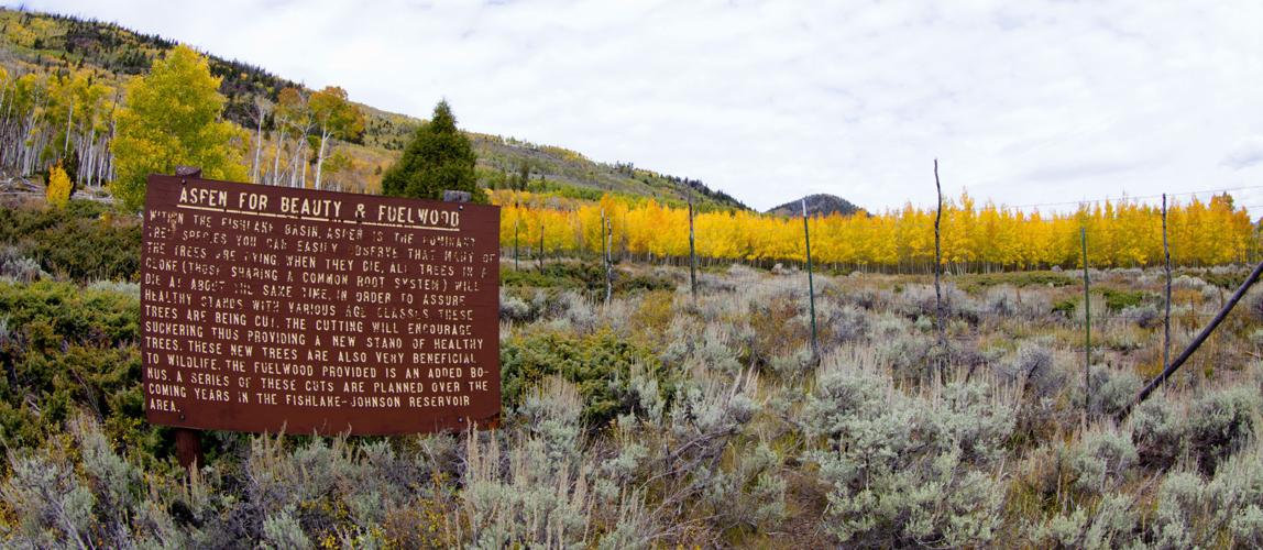 Pando — 'The Trembling Giant': Central Utah home to unusual grove of ...