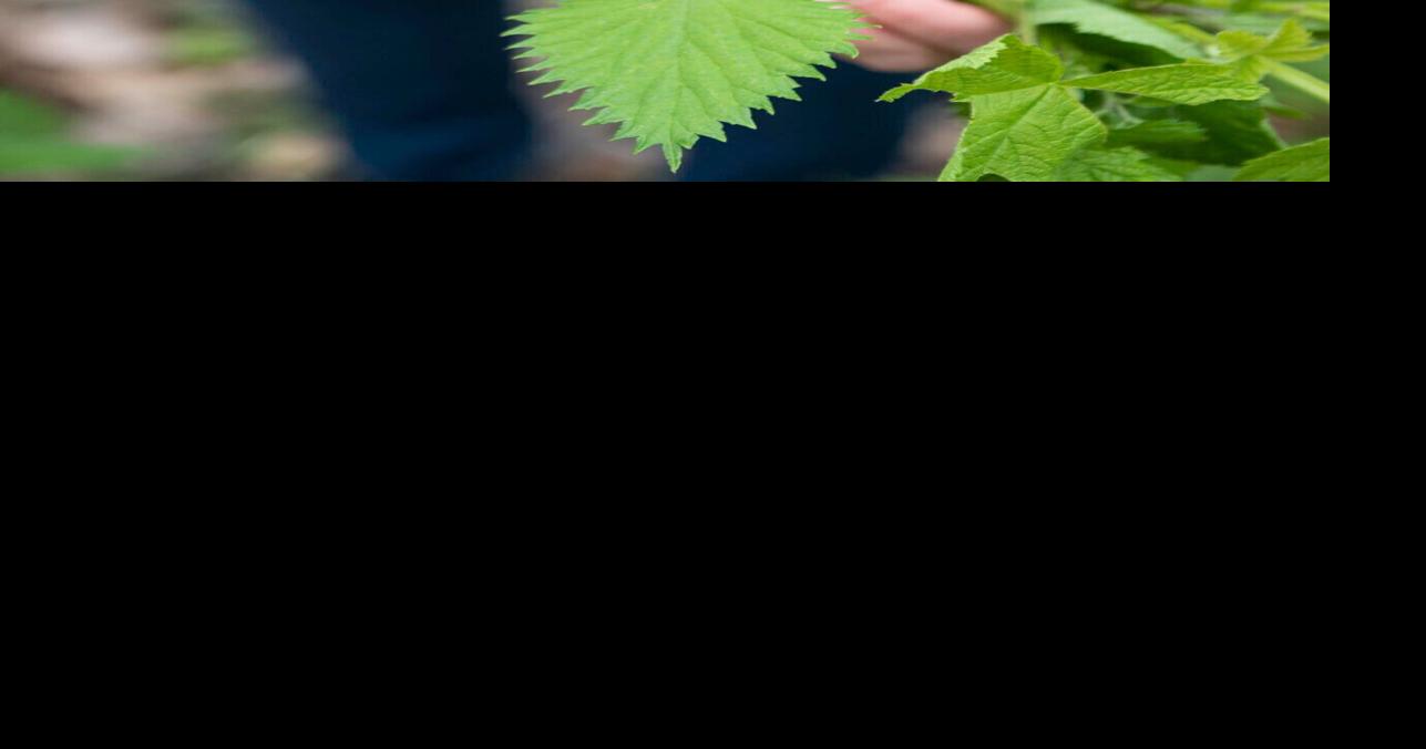 Native plants remain important to member of Samish Indian Nation ...