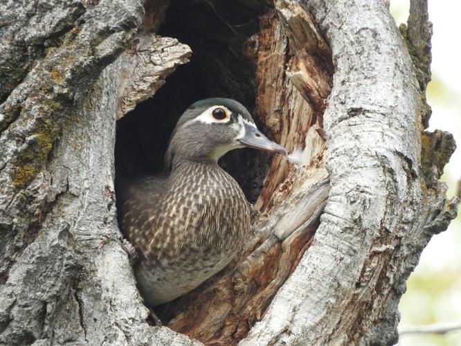 So many ways to build a nest! | Outdoors News | idahopress.com
