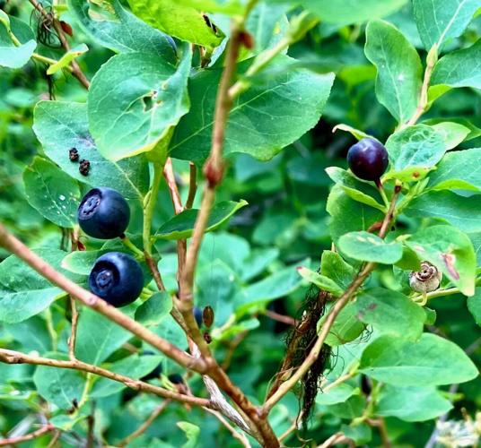 Morel-picking season has wound down and huckleberry season is heating ...