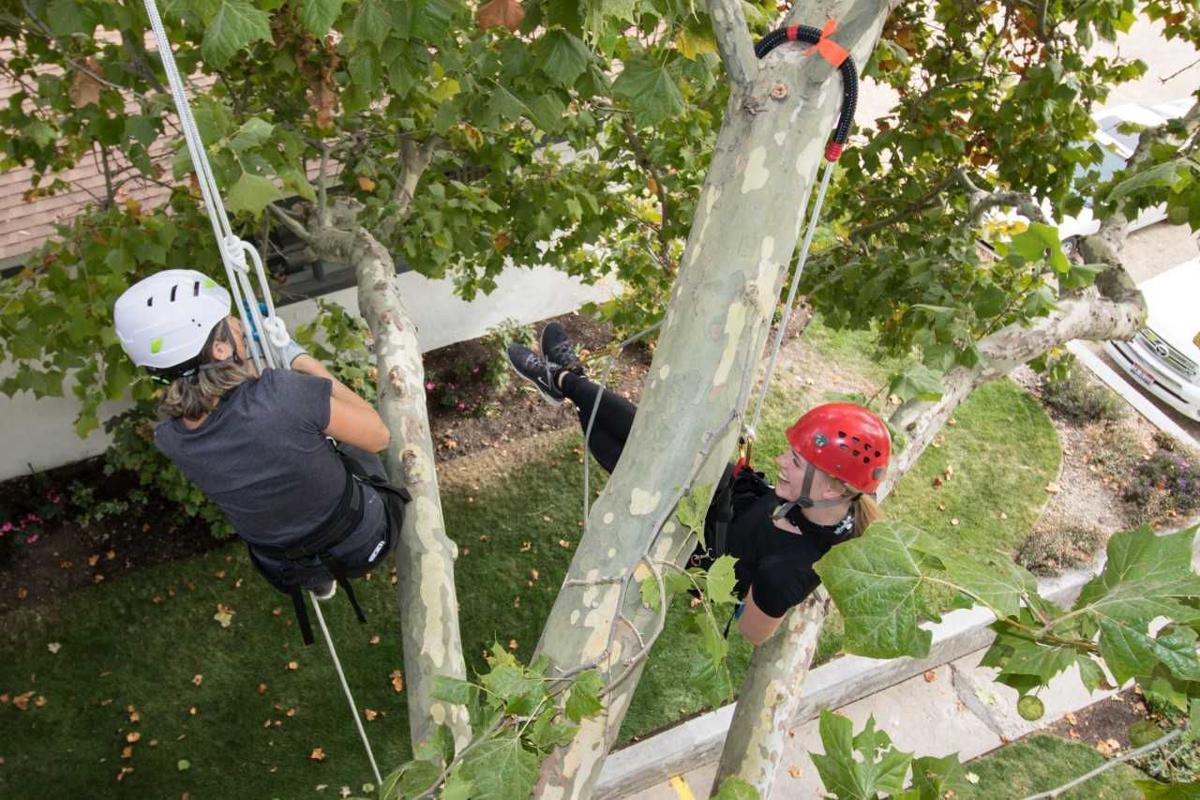 Professional gives a leg up to tree-climbing wannabes | Life ...