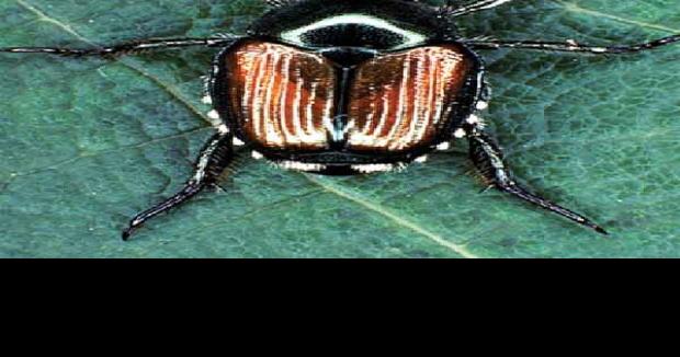 SOMETHING BUGGING YOU? Another new invasive insect found in Idaho ...