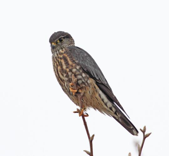 Just for the birds: Magical Merlins | Community | idahopress.com