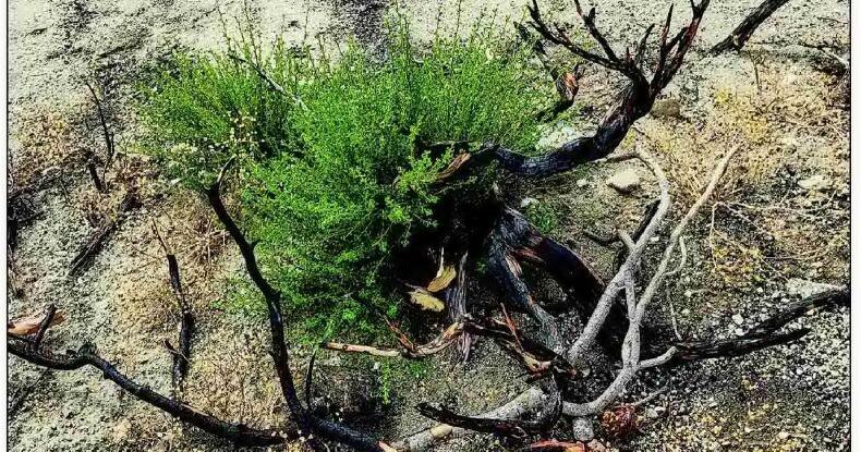 Promising signs | Botany | idahopress.com