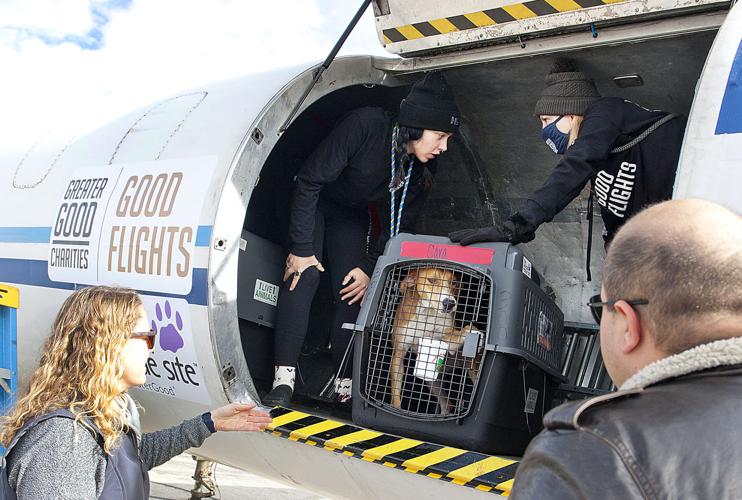 'Love at First Flight': Jet full of rescue dogs makes Valentine's ...