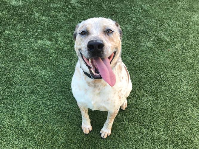 Meridian Canine Rescue focuses on behavior training, storytelling for ...