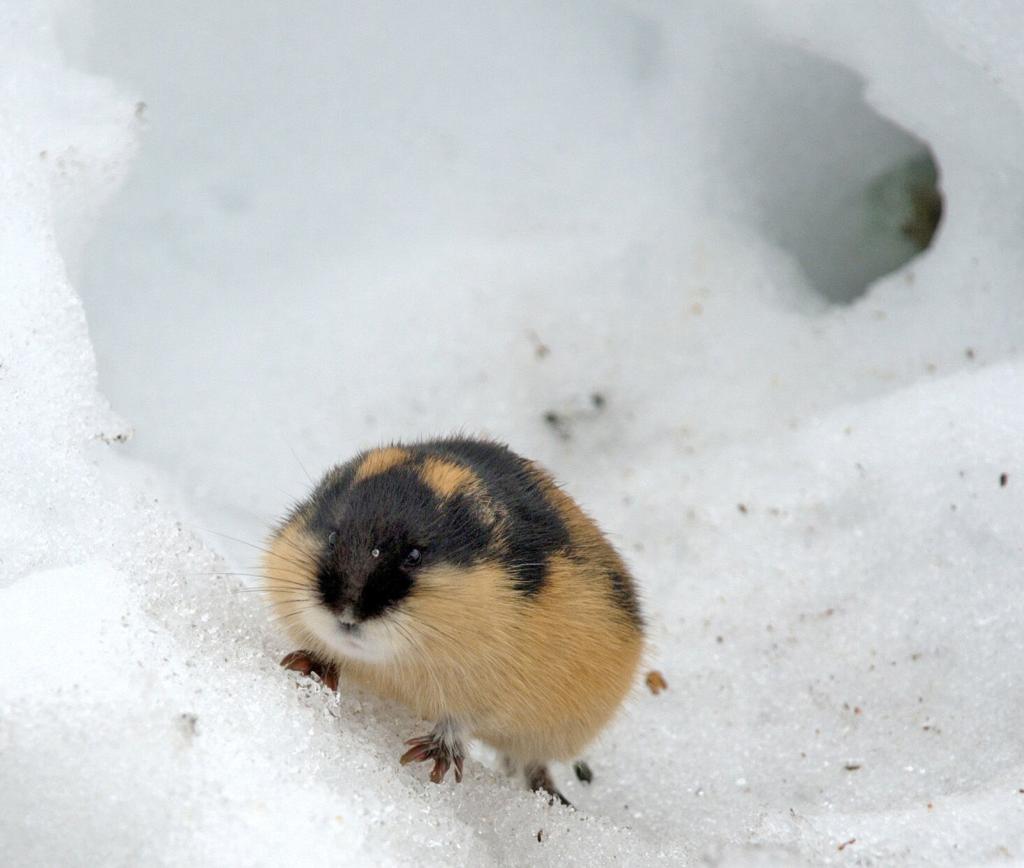 what eats a lemming