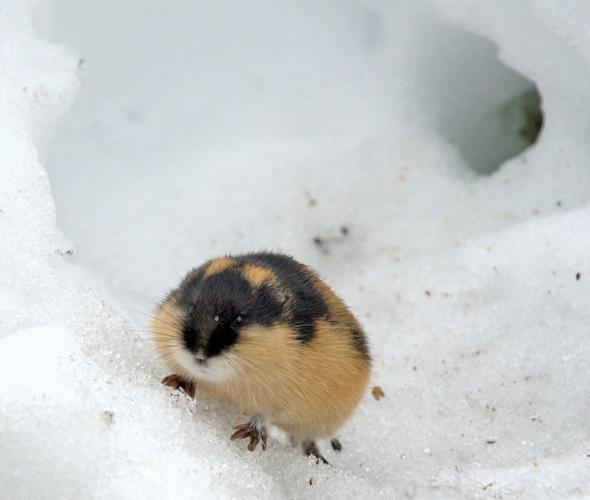 what do lemming eat
