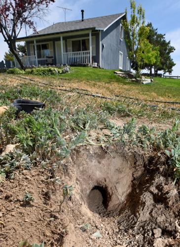 Gophers going strong following mild conditions | Community Columns ...