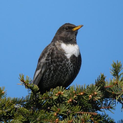 The water ouzel — and a deep dive into dippers | Outdoors News ...