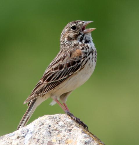 Terry Rich: A look at bird conservation organizations | Outdoors News ...