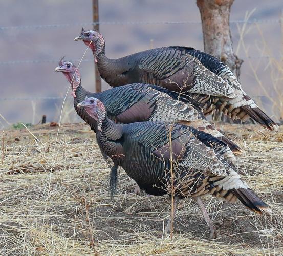 turkey coloring pages without feathers by woody