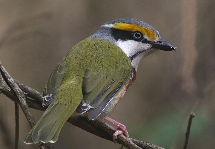 Just for the birds: A big sit and my Jinx Bird | Community | idahopress.com
