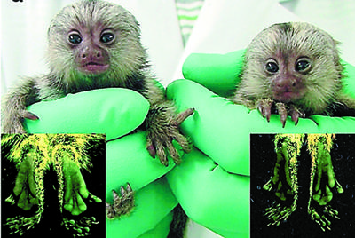 complete monkey news