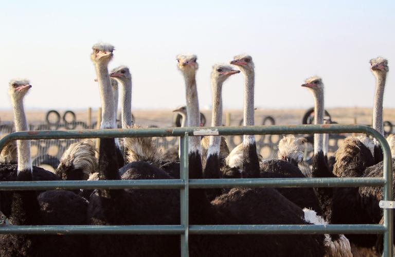 Kuna ostrich farm faces lawsuit stemming from allegations of animal ...