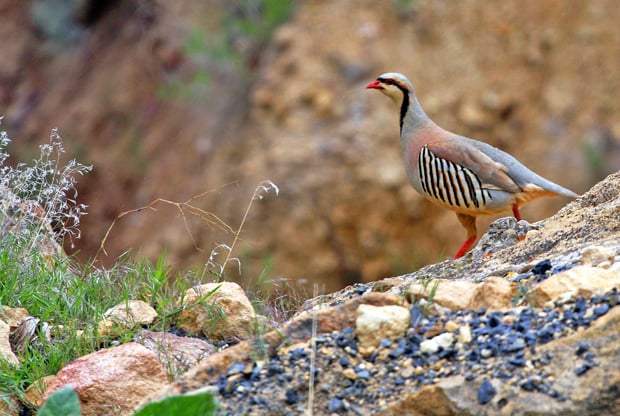 Idaho's chukar, quail and partridge seasons open Saturday | Community ...