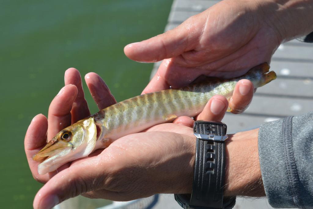 tiger muskie colorado