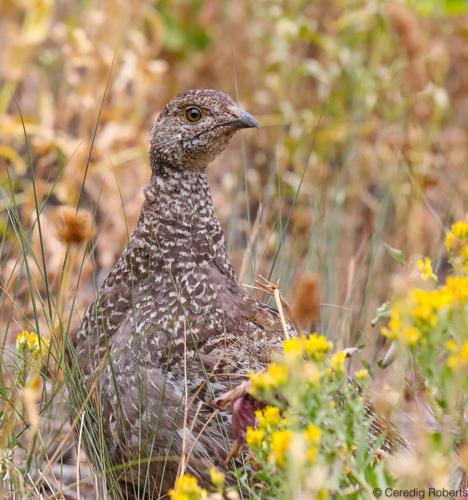 Ferocious or foolish? Idaho’s forest grouse | Outdoors News ...