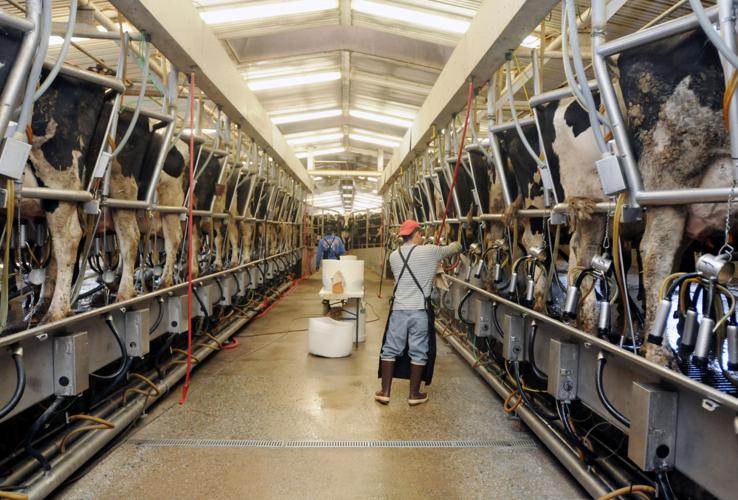 Liberty Ranch Dairy Farm | Idaho Press-Tribune Multimedia Gallery ...