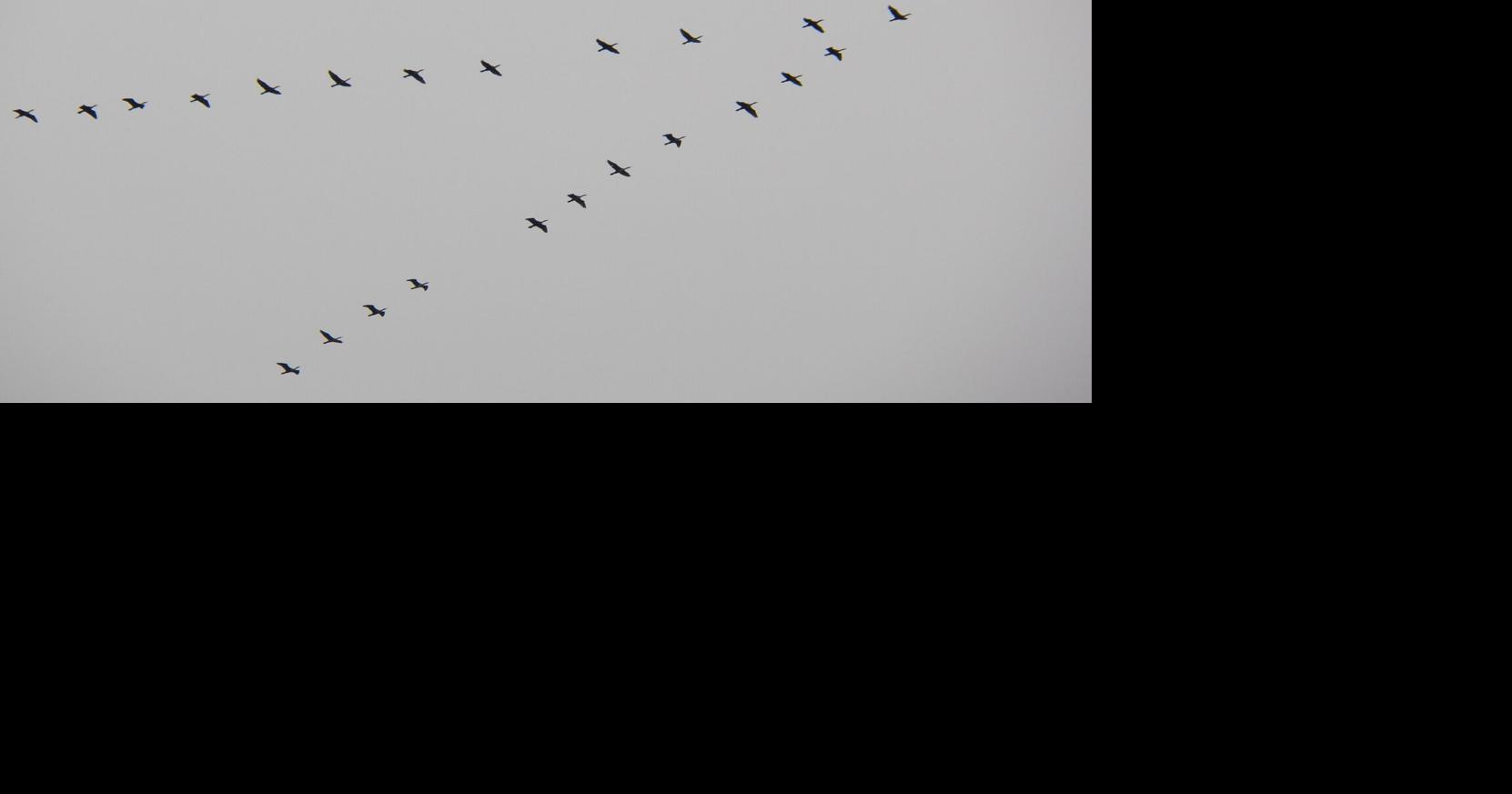 Who flies in 'V' formations? | Outdoors News | idahopress.com