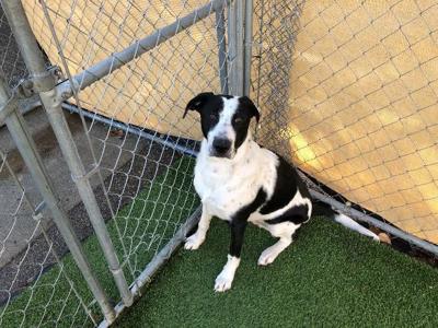 Meridian Canine Rescue Pet of the Week: Boomer | Local News ...