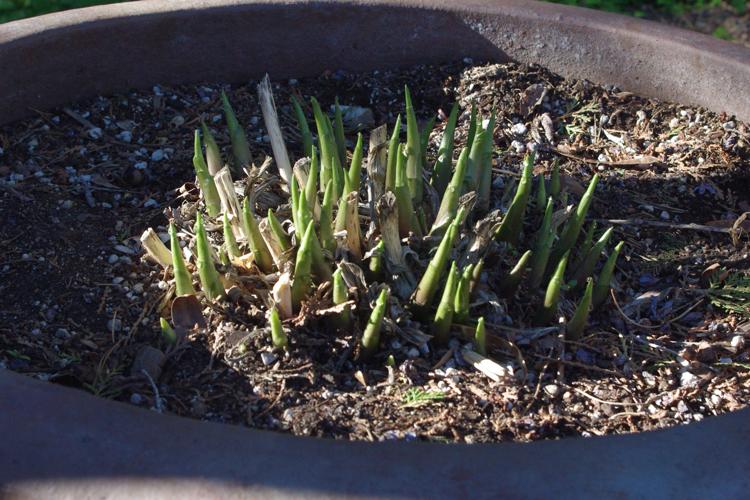 Weed it and reap: Waking up your garden | Life | idahopress.com