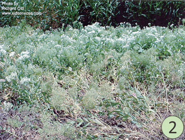 Do you know your noxious weeds? | Ag | idahopress.com