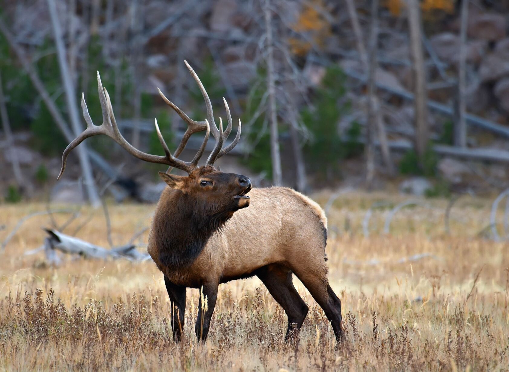 Fish and Game to relocate, lethally remove 100 elk on private land west ...