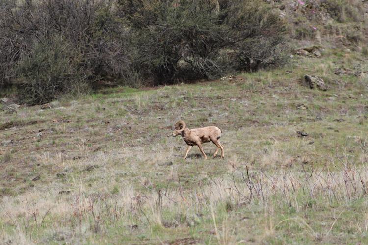 Claycomb: Fishing? Naw, let's photograph some wildlife | Outdoors News ...