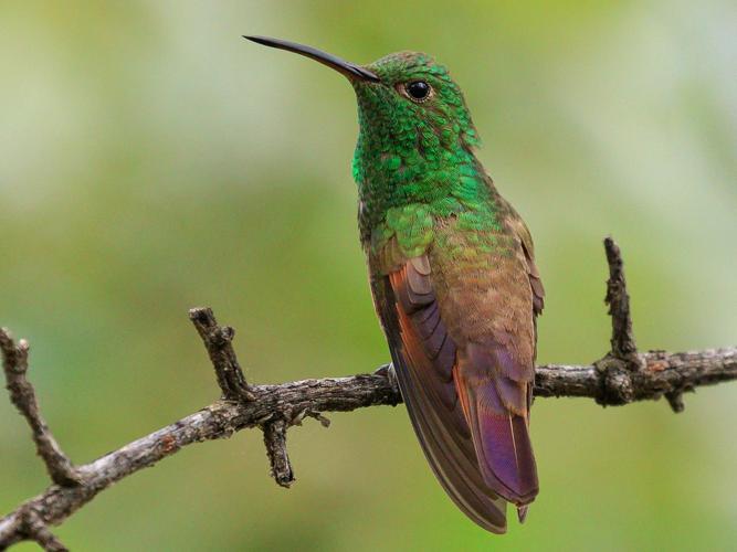 Just for the birds: A big sit and my Jinx Bird | Community | idahopress.com
