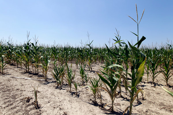 PARCHED: Half of U.S. counties now considered disaster areas | Local ...