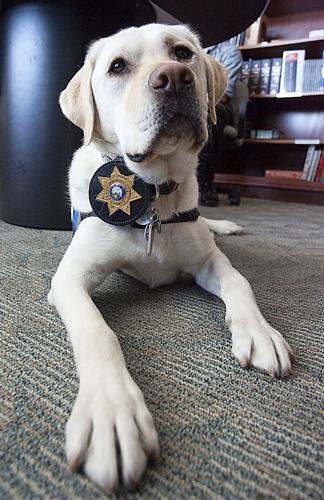 Ada prosecutors have a new courthouse dog and he's already making a ...