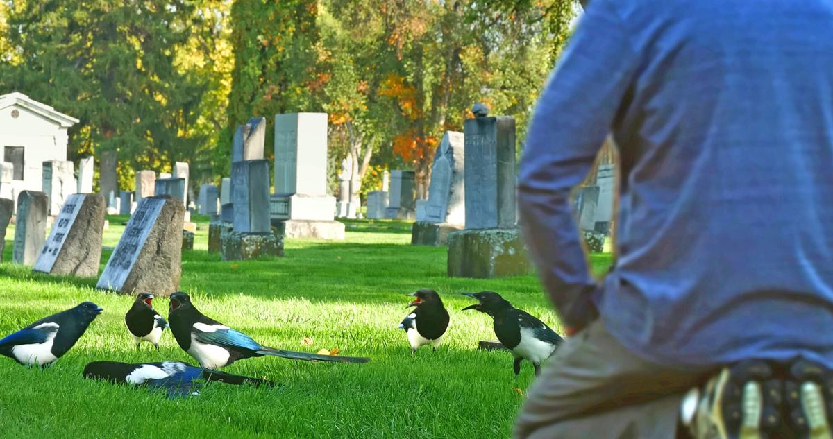 'Magpie Funeral' a reminder that other species know something about ...