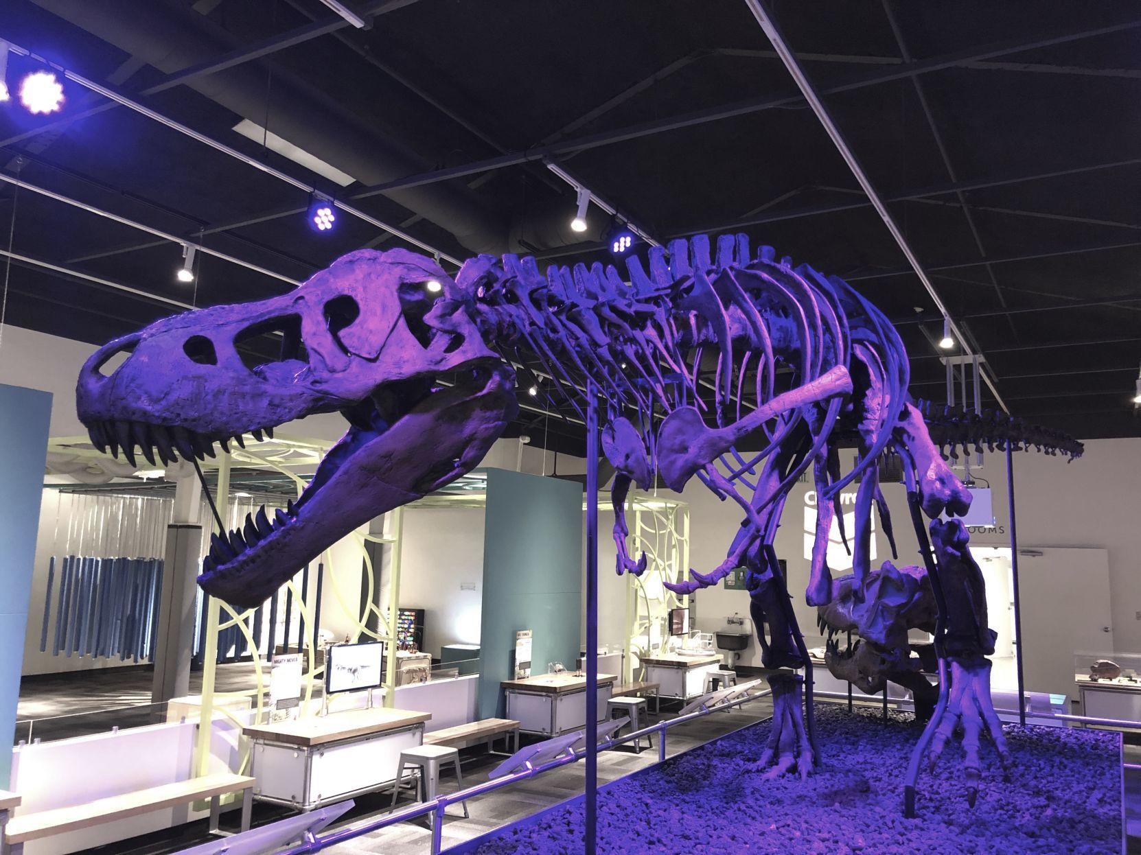 Meet Tinker, The Discovery Center's New T-Rex | Arts & Culture ...