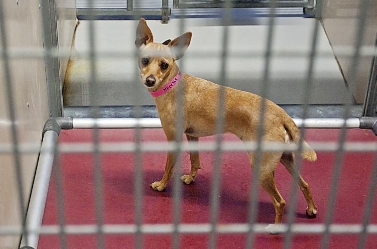 Boise upping its contribution to Idaho Humane Society, Garden City and ...