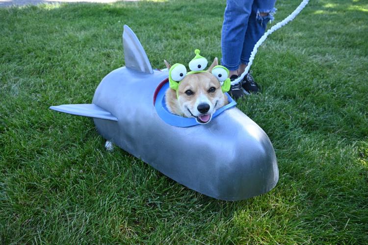Cute corgis and their fluffy behinds are back for annual Boise Corgi ...