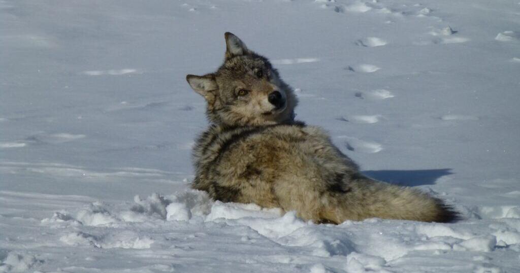 Department of Fish, Wildlife and Parks seeks information about illegal wolf kill | Outdoors News ...