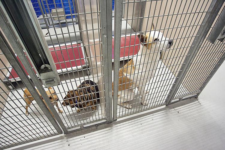 Boise upping its contribution to Idaho Humane Society, Garden City and ...