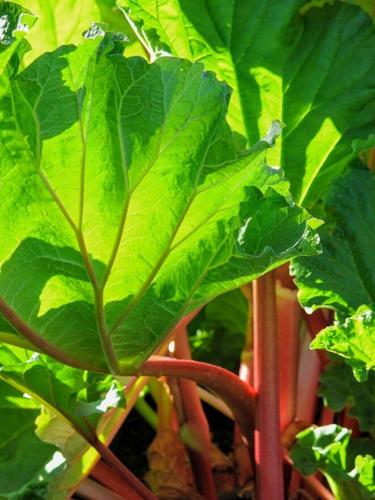 Down and Dirty: Crimson Cherry Rhubarb: Worth Knowing and Growing ...