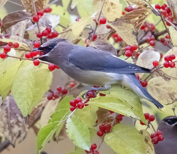 Bird Feeding Season is Here! Part III | Outdoors News | idahopress.com