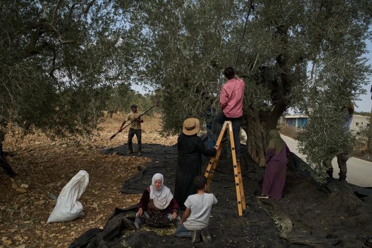 Photos capture West Bank olive harvest as villagers fear more violence ...