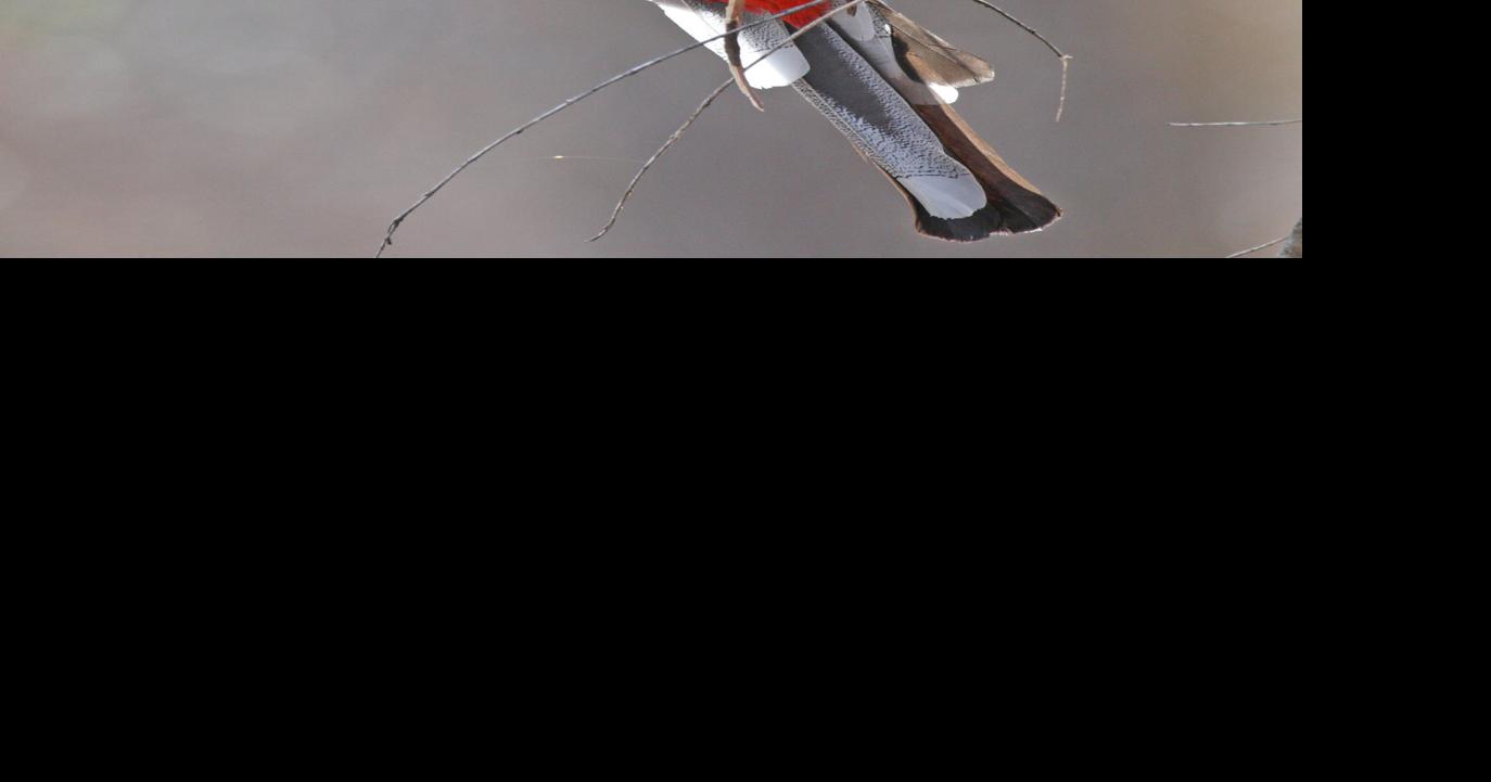 Just for the birds: A big sit and my Jinx Bird | Community | idahopress.com