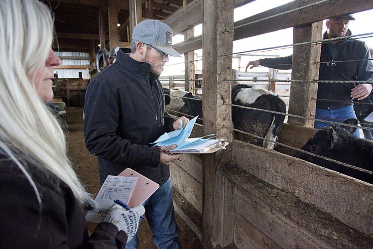 ISP's livestock brand inspectors track millions of cattle yearly ...