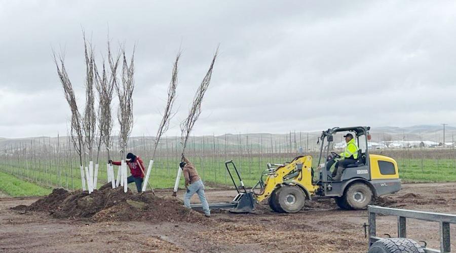 Arbor Day embraced locally, celebrated with tree plantings | Local News ...