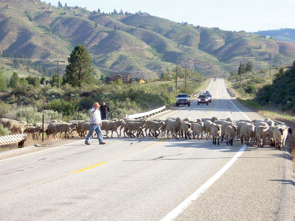 A year in the life of a sheep rancher | Members | idahopress.com
