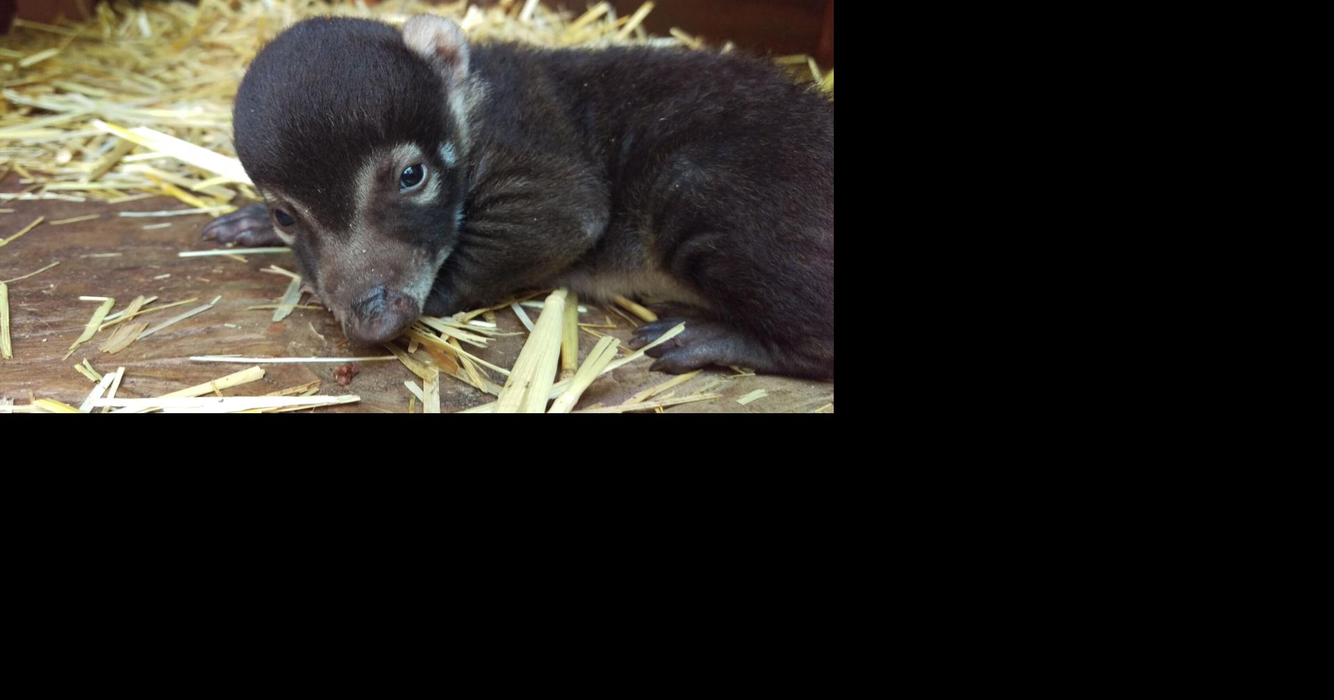 Zoo Boise Welcomes New Babies: Coati Kits and Penguin Chicks | News ...