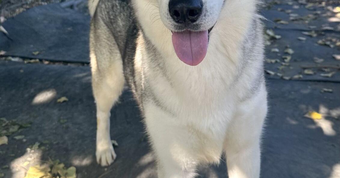 WVHS 'Raise the Ruff' campaign underway but 25 huskies need your help ...