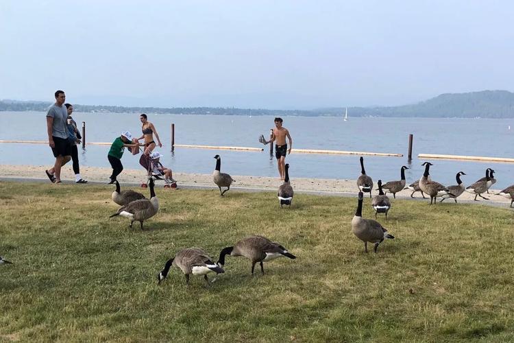 Idaho town gases 170 Canada geese for pooping on beach | Local News ...