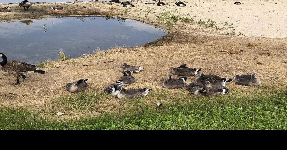 Idaho town gases 170 Canada geese for pooping on beach | Local News ...