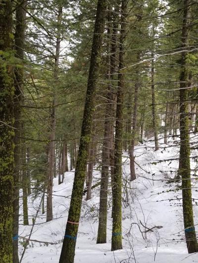 Bogus Basin removing diseased, infested trees throughout August | Local ...